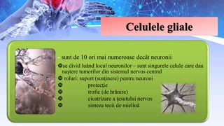 neuronul (1).pdf