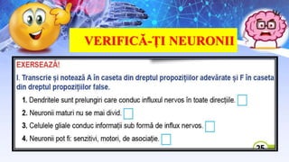 neuronul (1).pdf