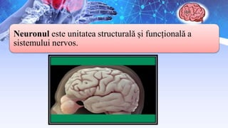 neuronul (1).pdf