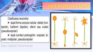 neuronul (1).pdf