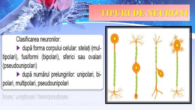 neuronul (1).pdf