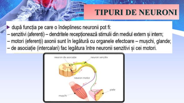neuronul (1).pdf