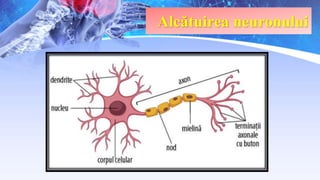 neuronul (1).pdf