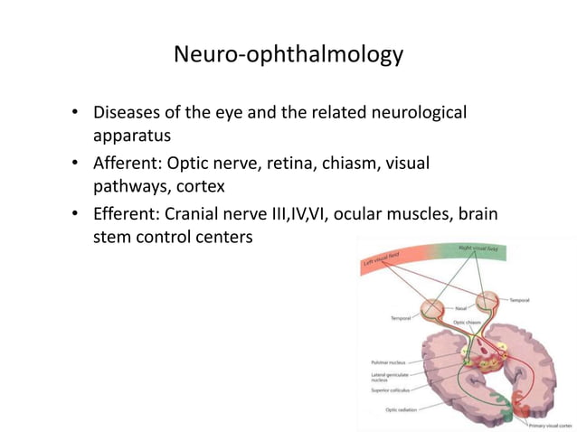 Neuro ophthalmology Basics | PPTX | Eye and Vision Conditions ...