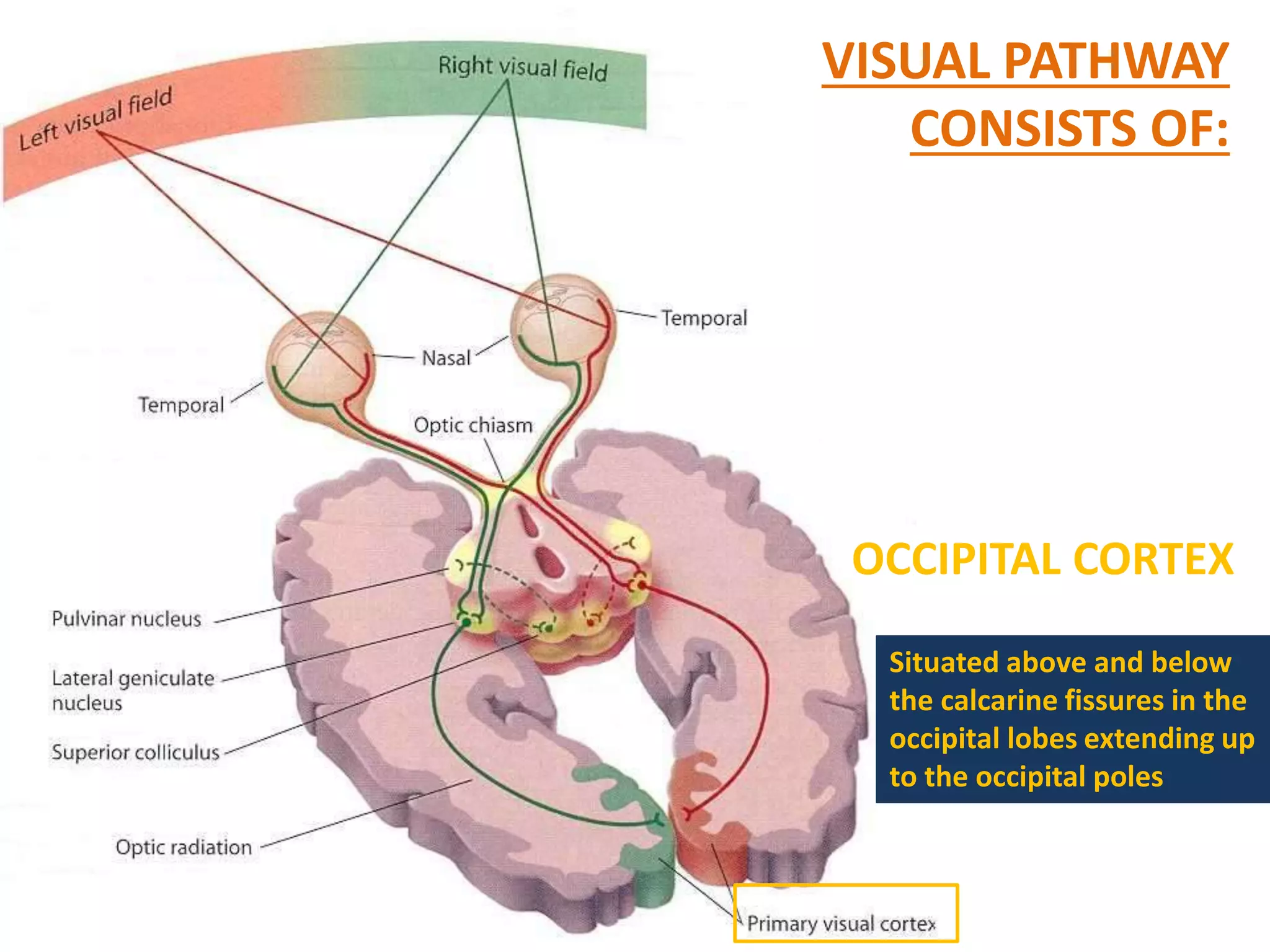 NEURO-OPHTHALMOLOGY | PPTX