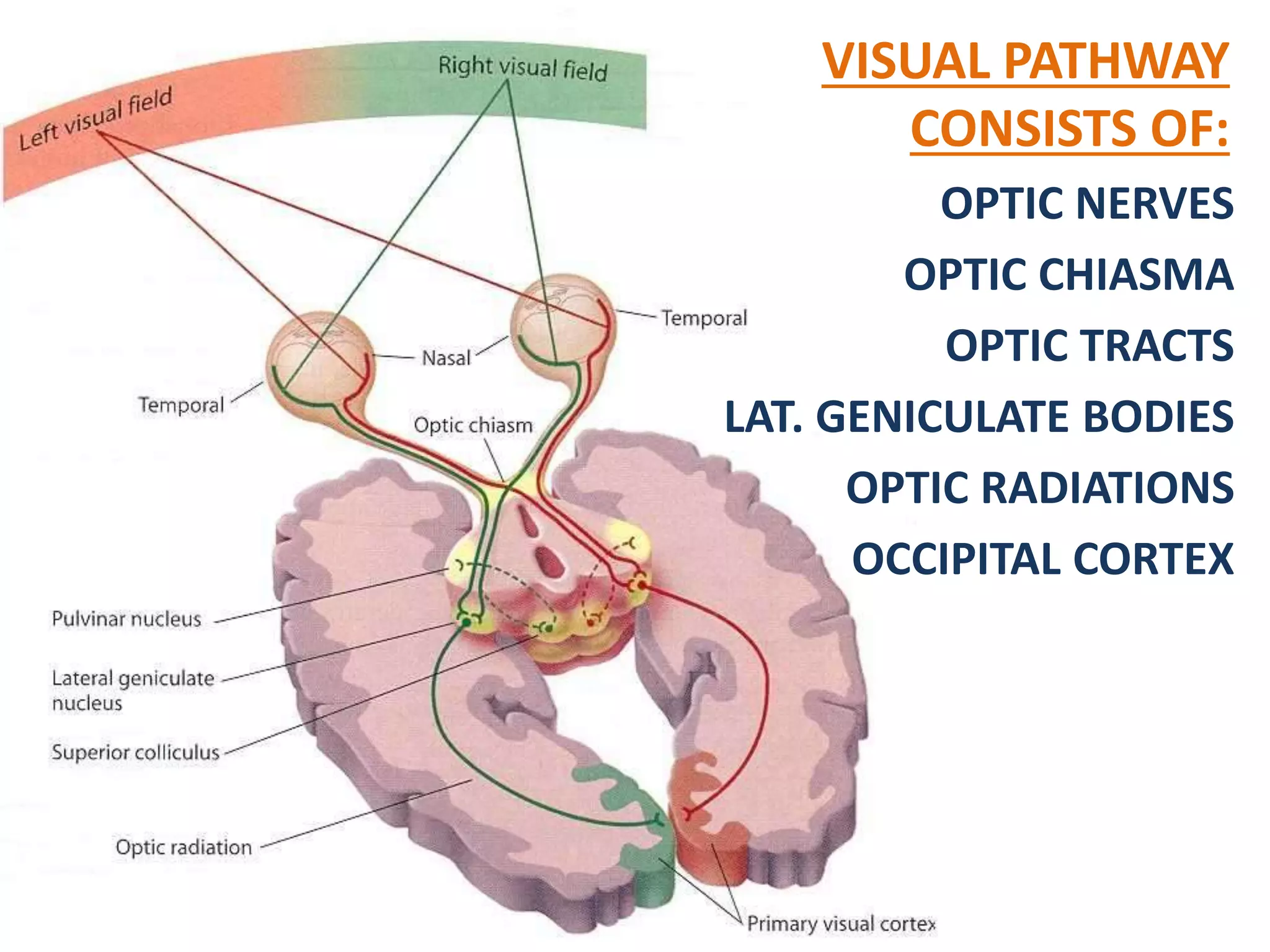 NEURO-OPHTHALMOLOGY | PPTX