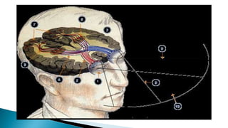 NEUROANATOMIA | PPTX
