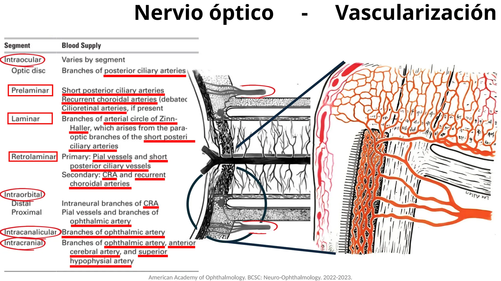 Neuropatía óptica traumática (Nervio óptico, defecto pupilar aferente ...