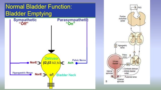 Neuropathic bladder disorders | PPTX | Brain and Nervous System ...