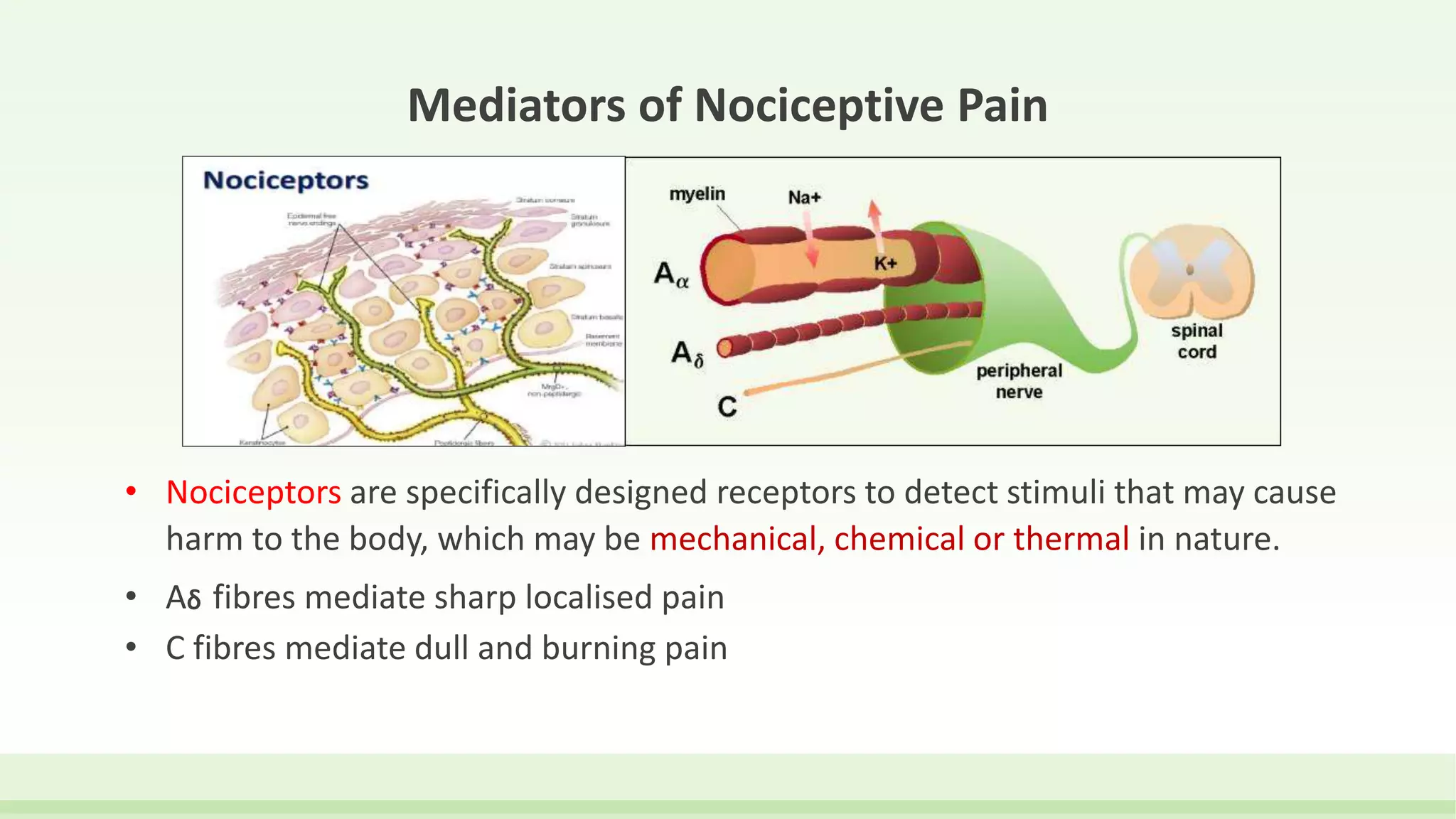 Neuropathic pain vs nociceptive pain | PPTX