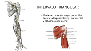 Intervalo Triangular