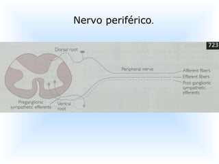 Neuropatias Periféricas | PPT