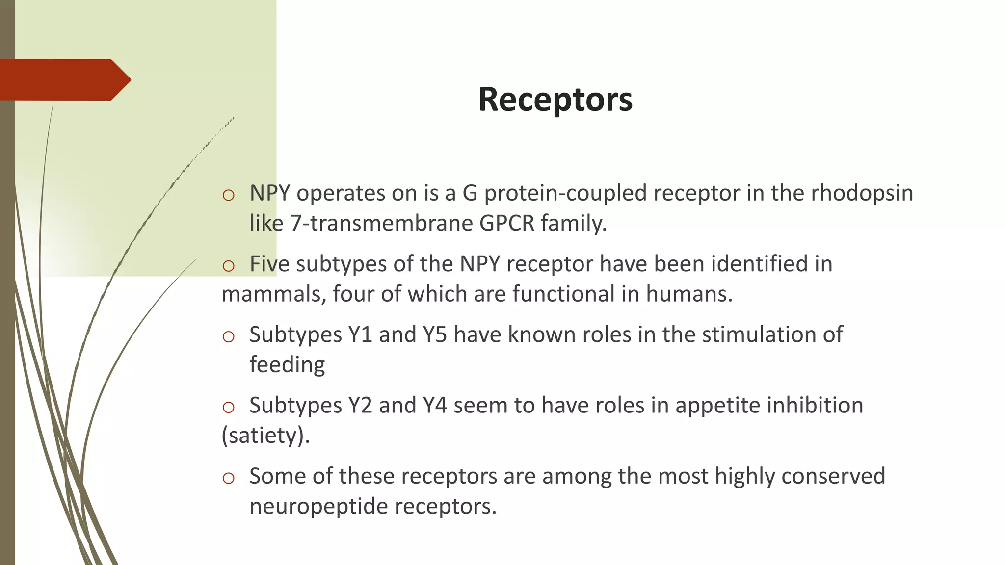 Neuropeptide y | PPT