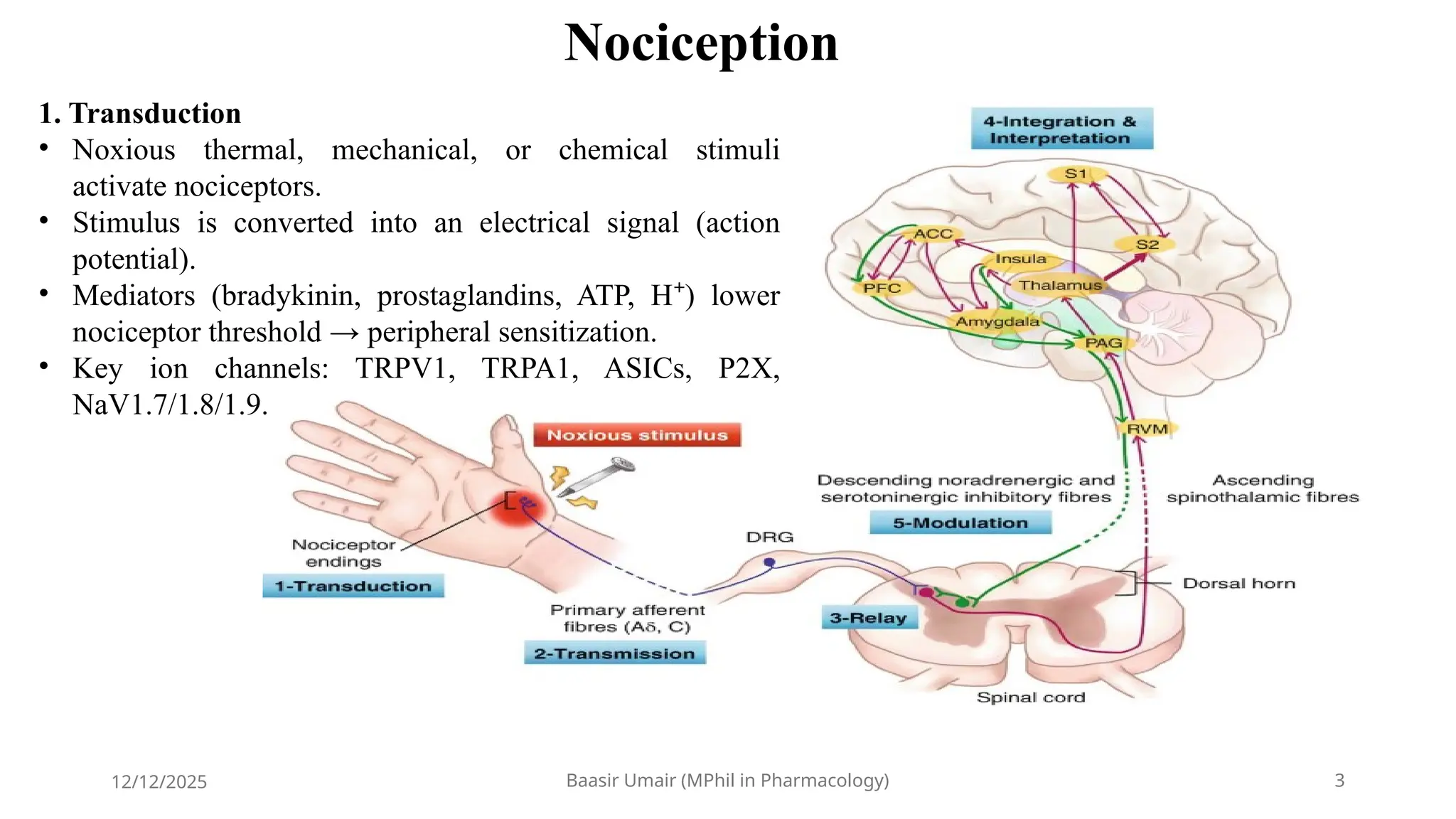 Neuropharmacology of Pain Molecular: Mechanisms of Nociception ...