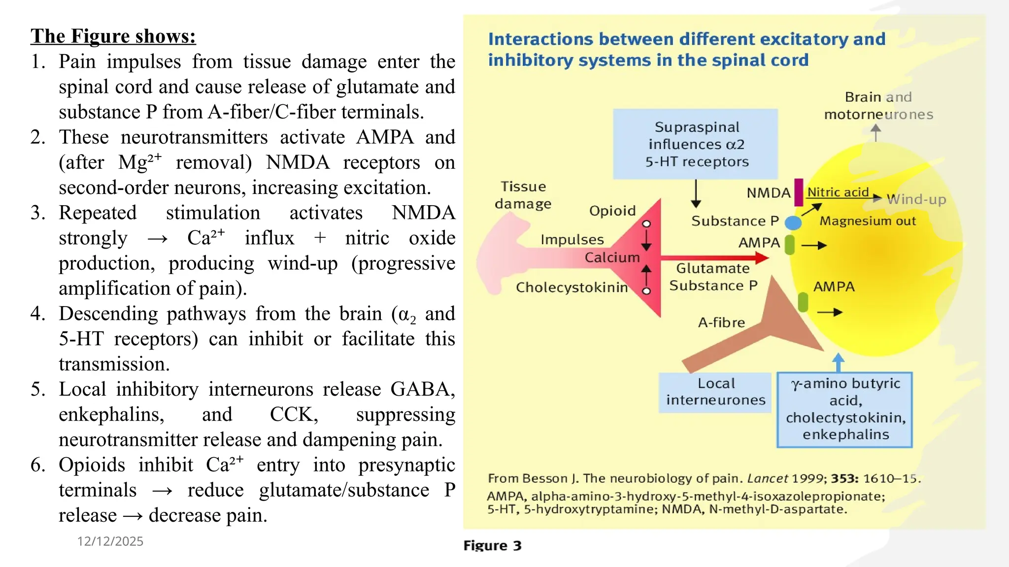 Neuropharmacology of Pain Molecular: Mechanisms of Nociception ...