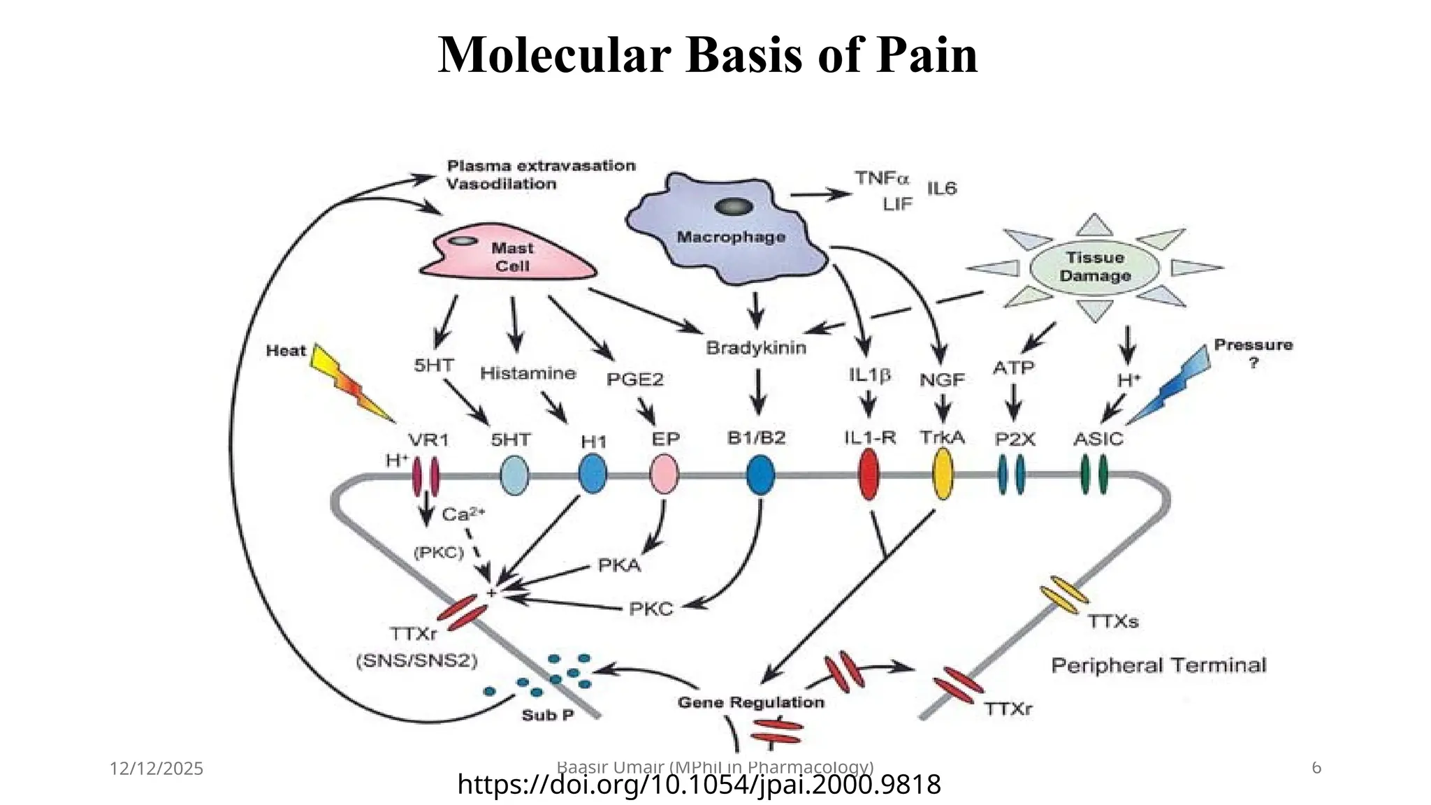 Neuropharmacology of Pain Molecular: Mechanisms of Nociception ...