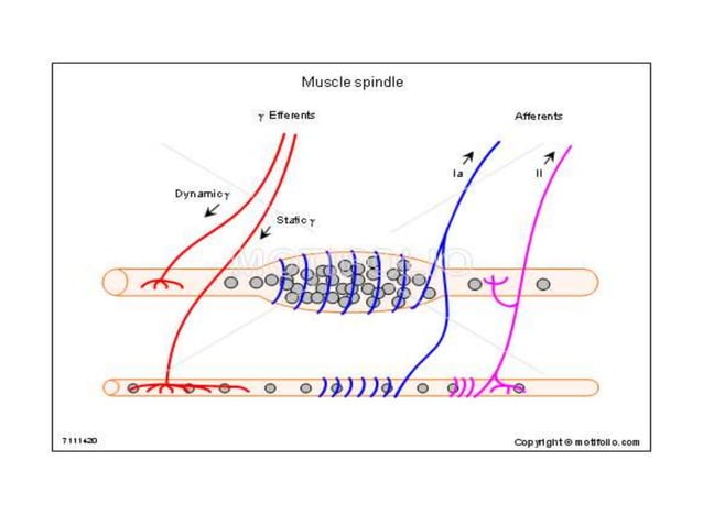 NEUROPHYSIOLOGY OF THE MOTOR SYSTEM-1.ppt
