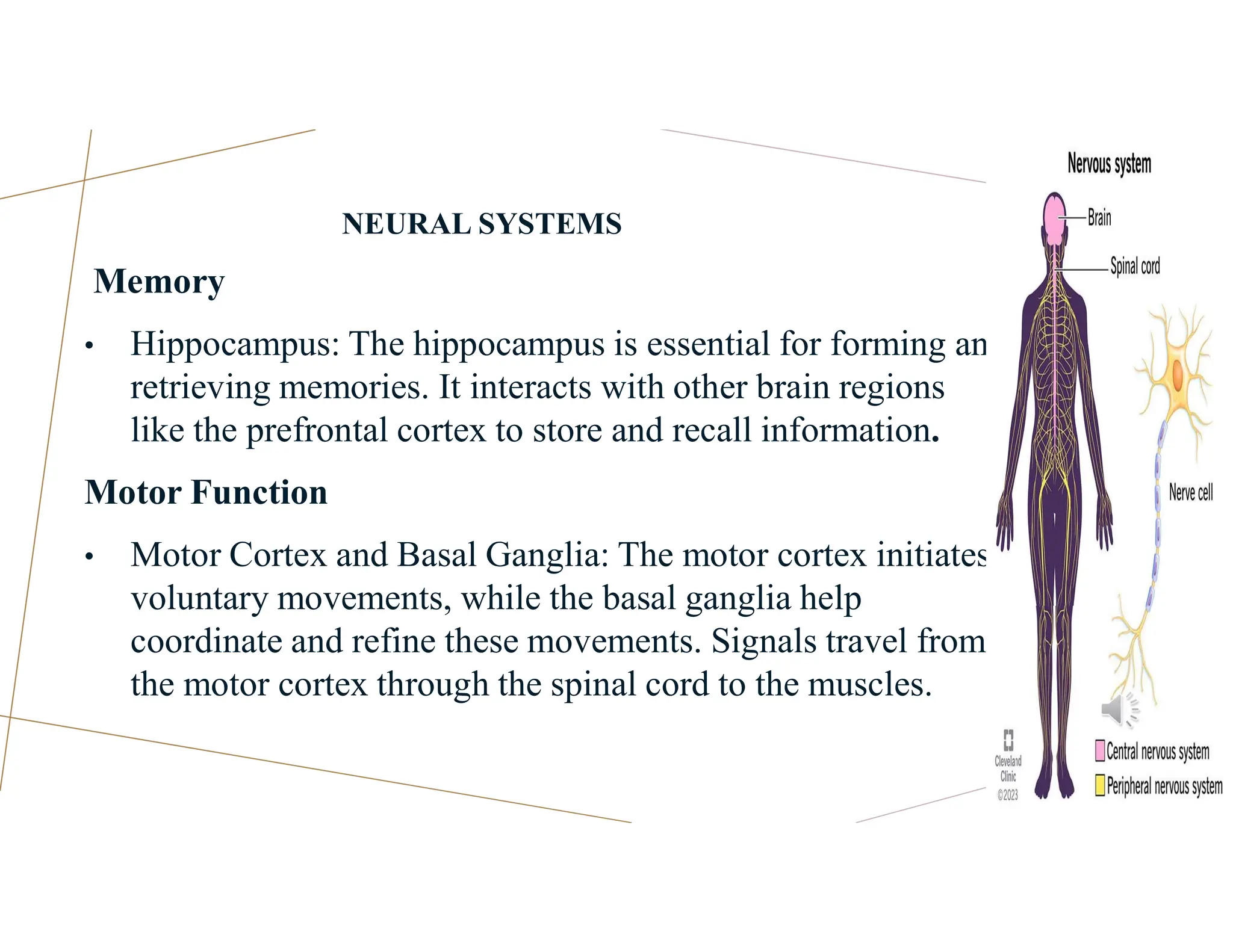 neurophysiology and neuroanatomy humansB | PDF