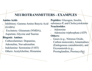 neurophysiology and neuroanatomy humansB | PDF