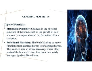 neurophysiology and neuroanatomy humansB | PDF