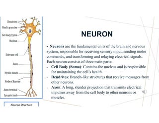 neurophysiology and neuroanatomy humansB | PDF