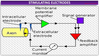 Neurophysiological Signals in IONM part I | PPTX
