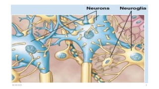 NeurophysiologyNeurophysiologyNeurophysiology.pptx