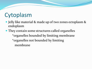 Neurophysiology | PPT