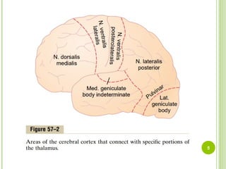 Neurophysiology 7th lecture (physiologic Anatomy of cereberal cortex).ppt