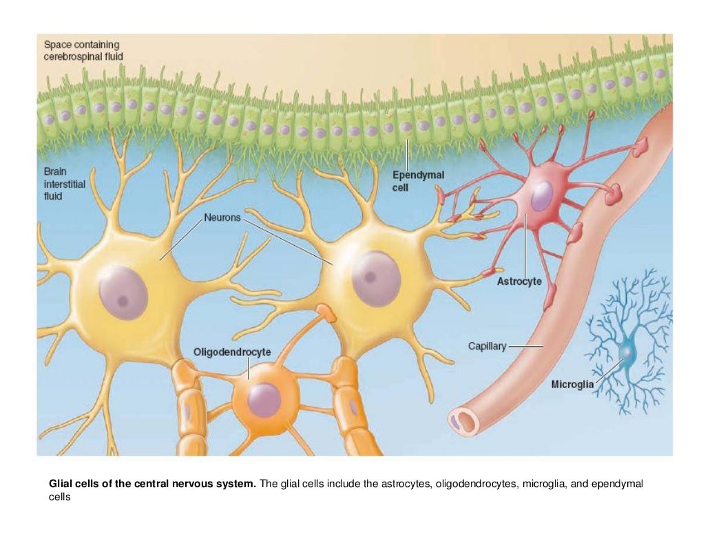 Neurophysiology complete note (hphy 305) 2