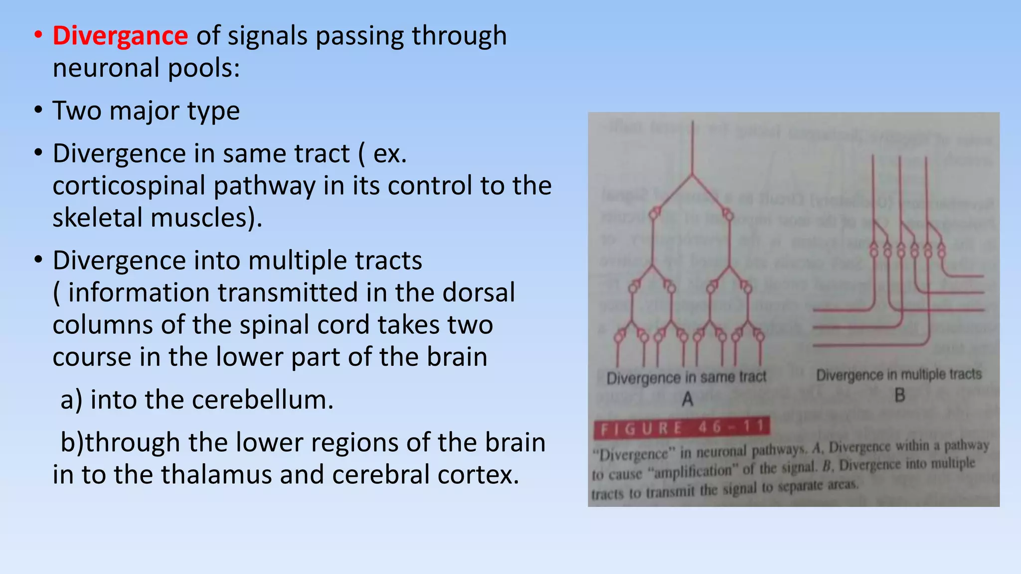 Neurophysiology lecture | PPTX