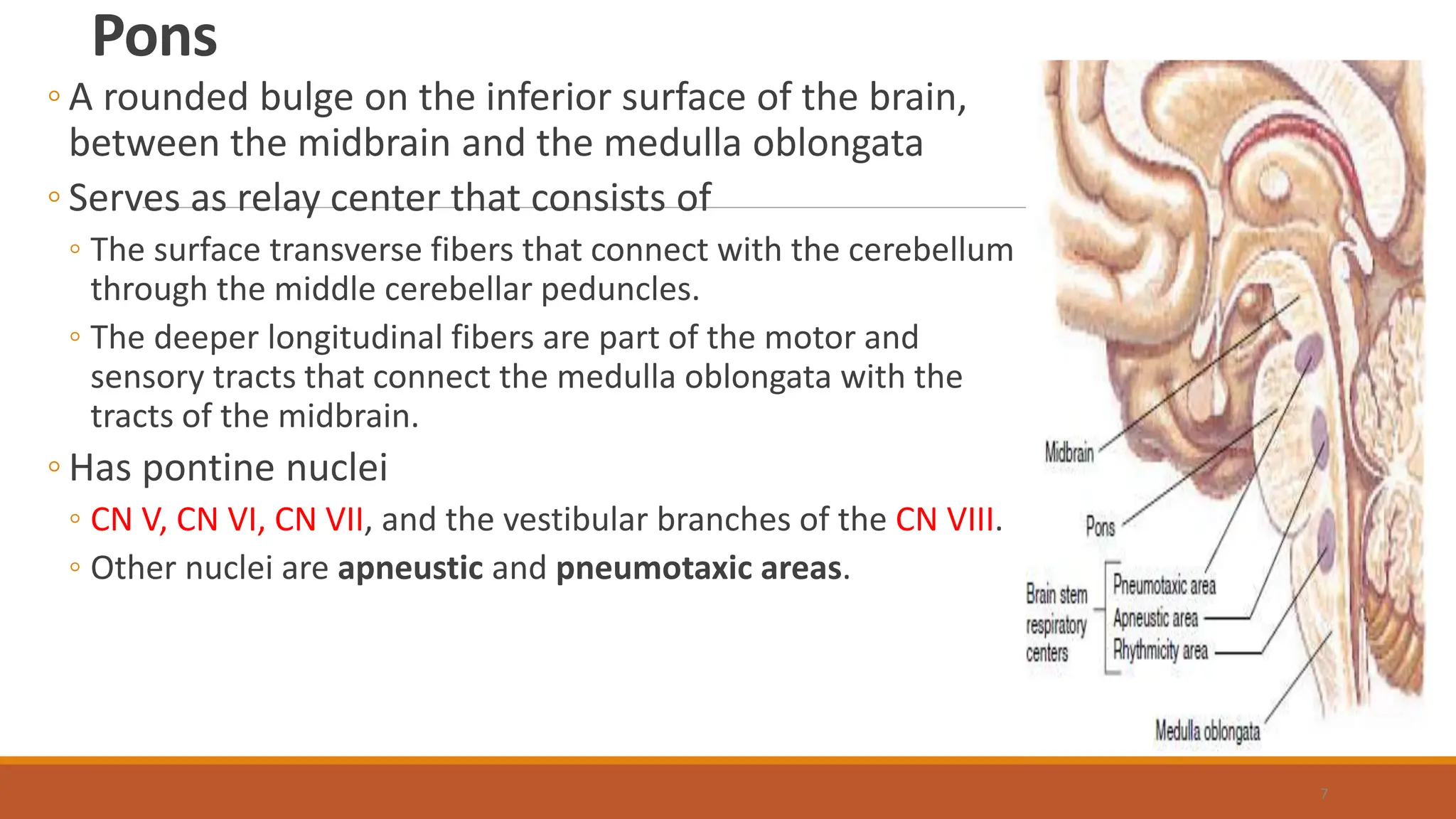 NEURO PHYSIOLOGY LECTURES.pptx