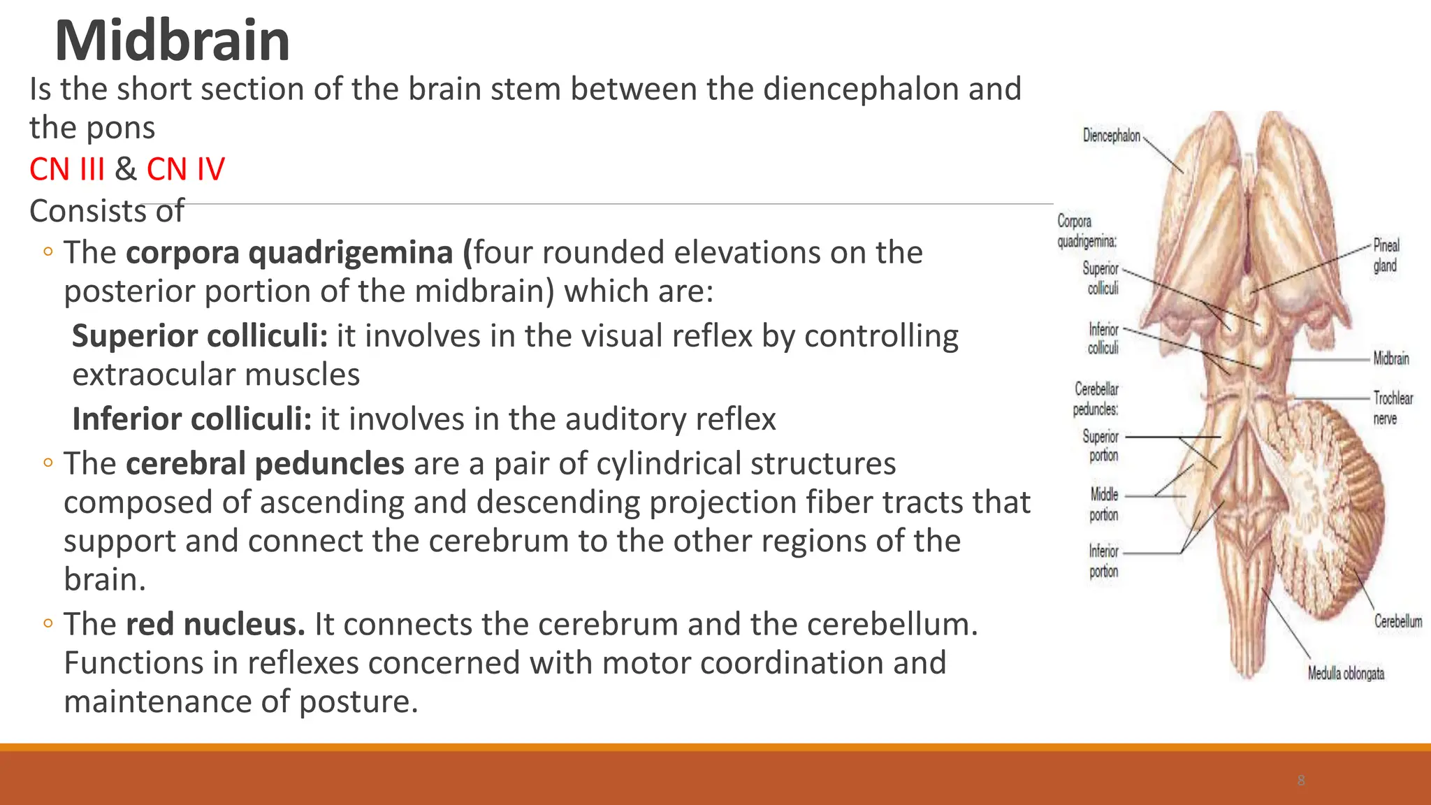 NEURO PHYSIOLOGY LECTURES.pptx