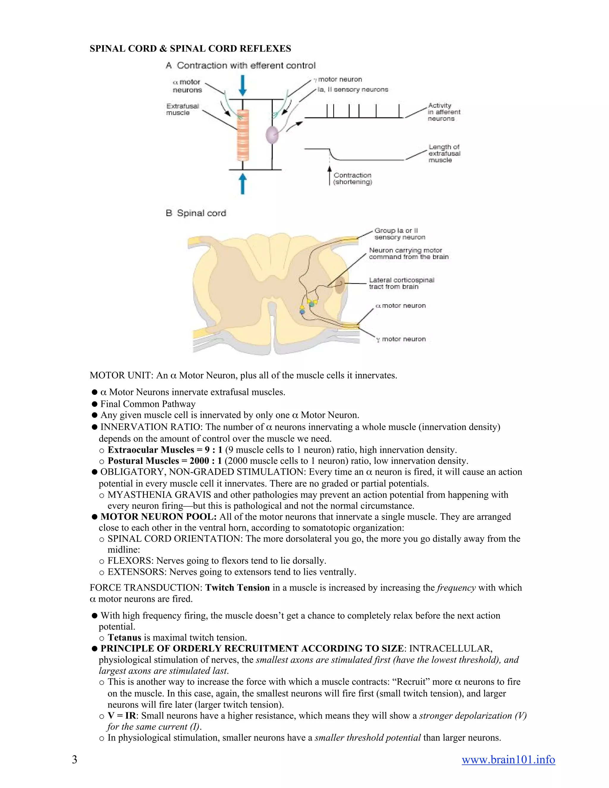 Neuro physiology notes | PDF | Brain and Nervous System Disorders ...