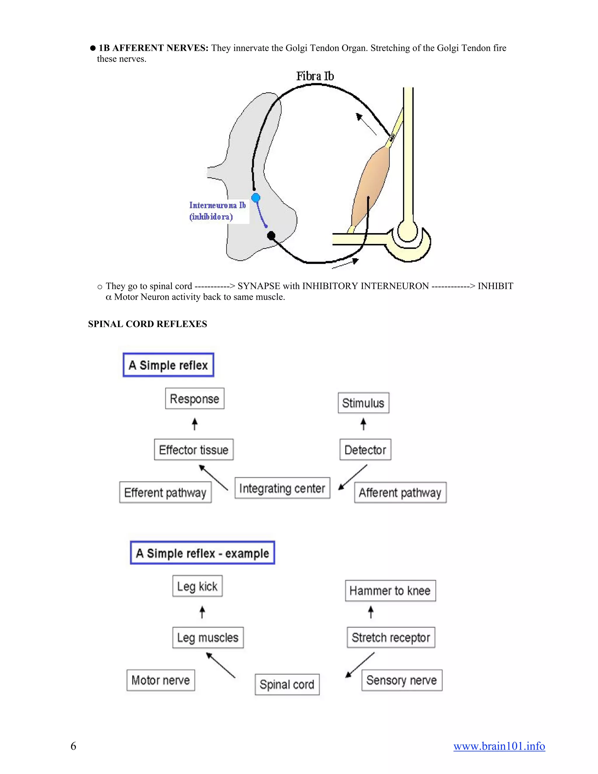 Neuro physiology notes | PDF | Brain and Nervous System Disorders ...