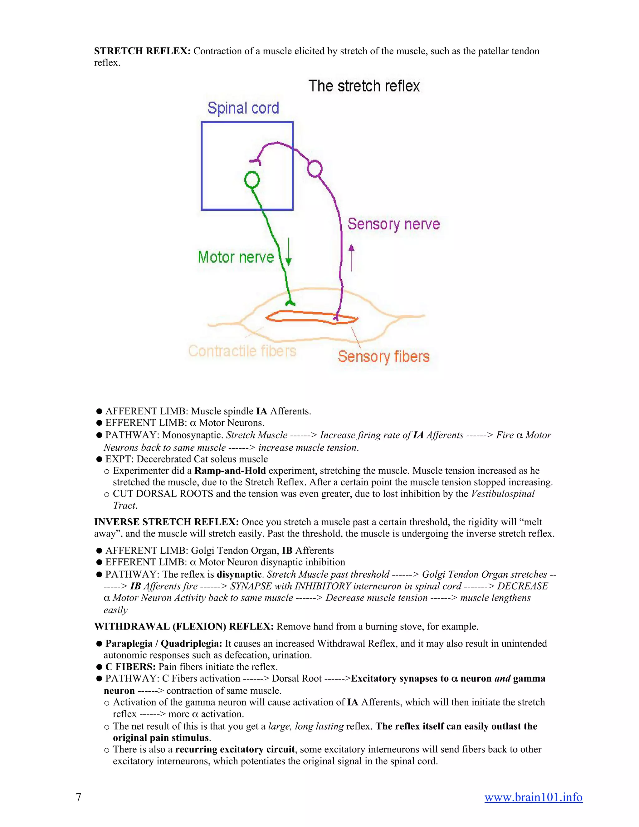 Neuro physiology notes | PDF | Brain and Nervous System Disorders ...