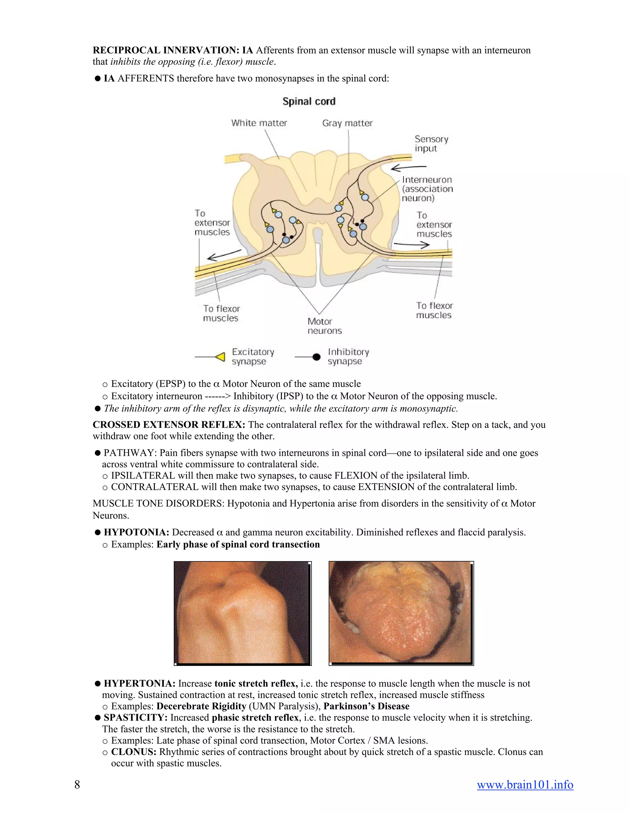 Neuro physiology notes | PDF | Brain and Nervous System Disorders ...