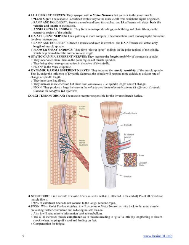 Neuro physiology notes | PDF