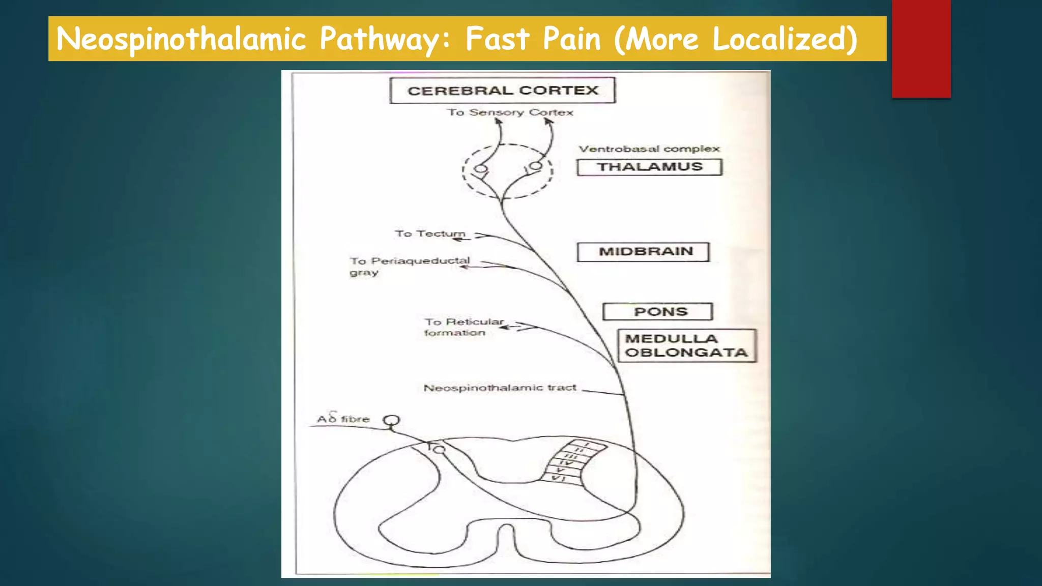 Neurophysiology of pain | PPTX