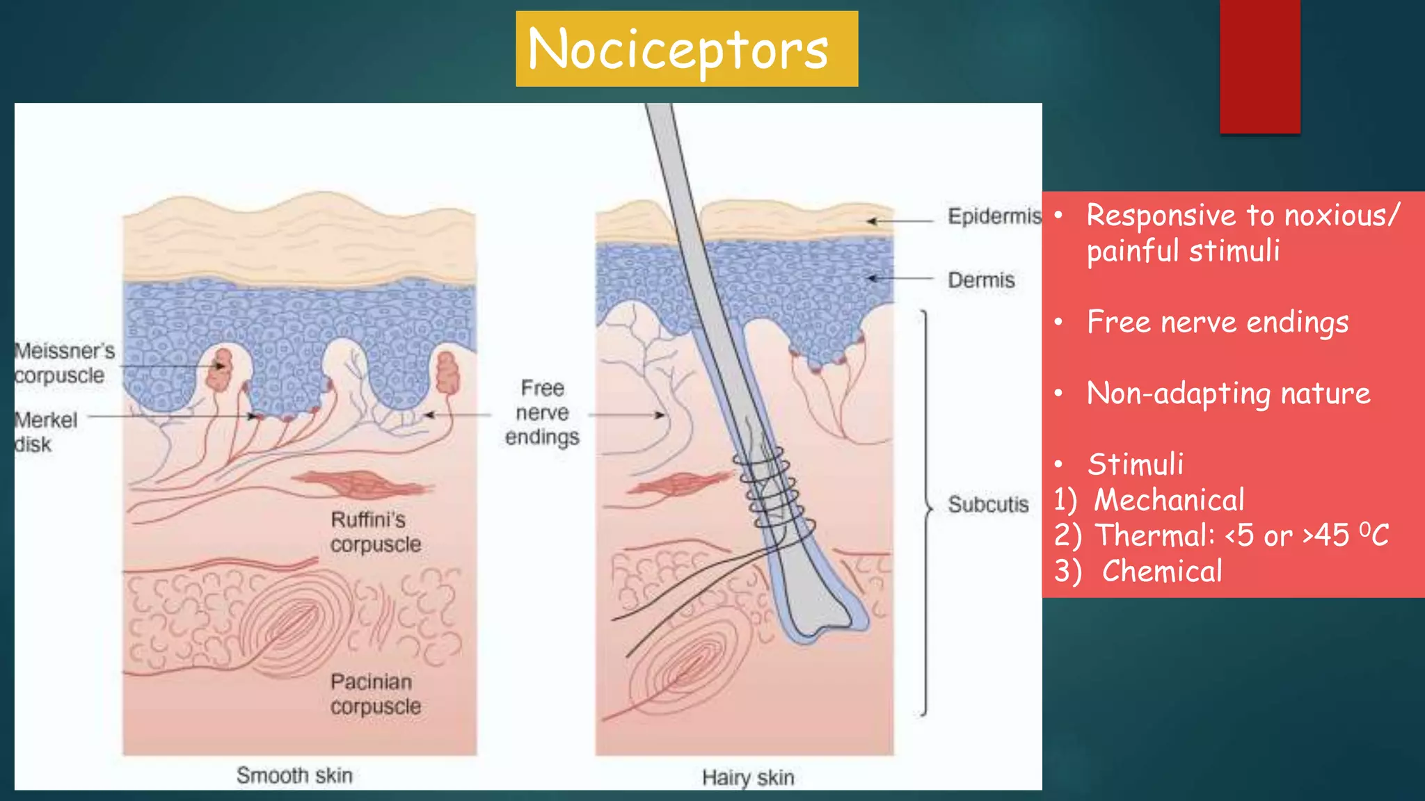Neurophysiology of pain | PPTX