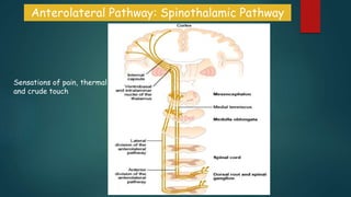 Neurophysiology of pain | PPTX