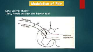 Neurophysiology of pain | PPTX