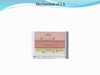 Neurophysiology of LA | PPTX