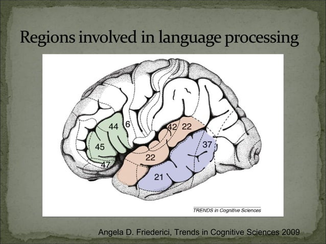 Neurophysiology of language | PPT | Brain and Nervous System Disorders ...