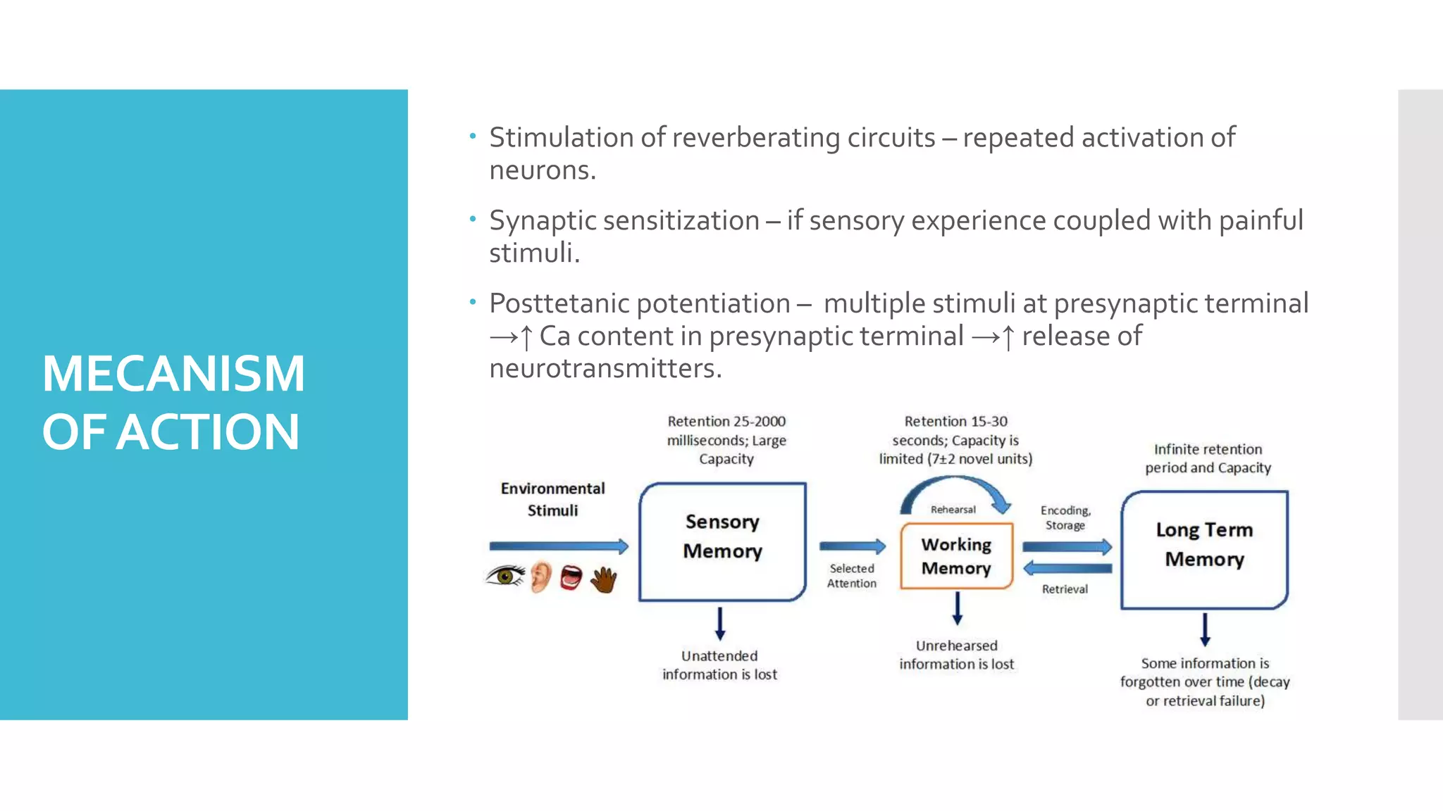 Neurophysiology of memory.pptx