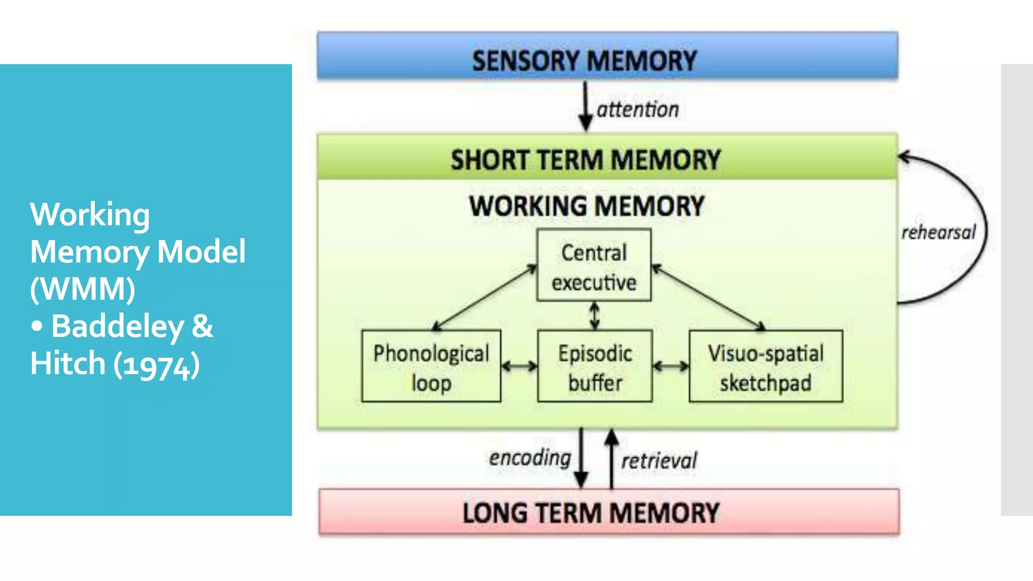 Neurophysiology of memory.pptx