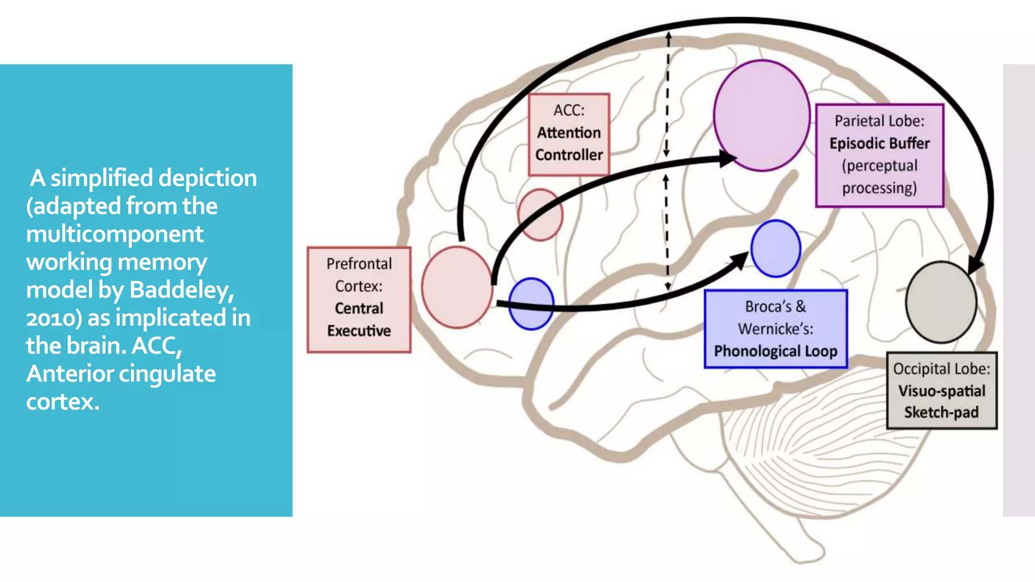 Neurophysiology of memory.pptx