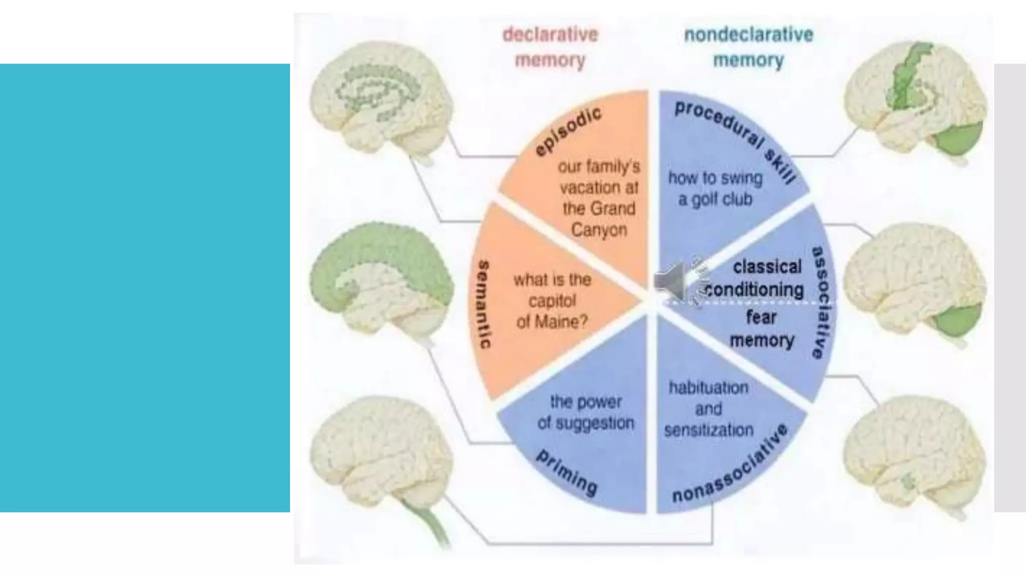 Neurophysiology of memory.pptx
