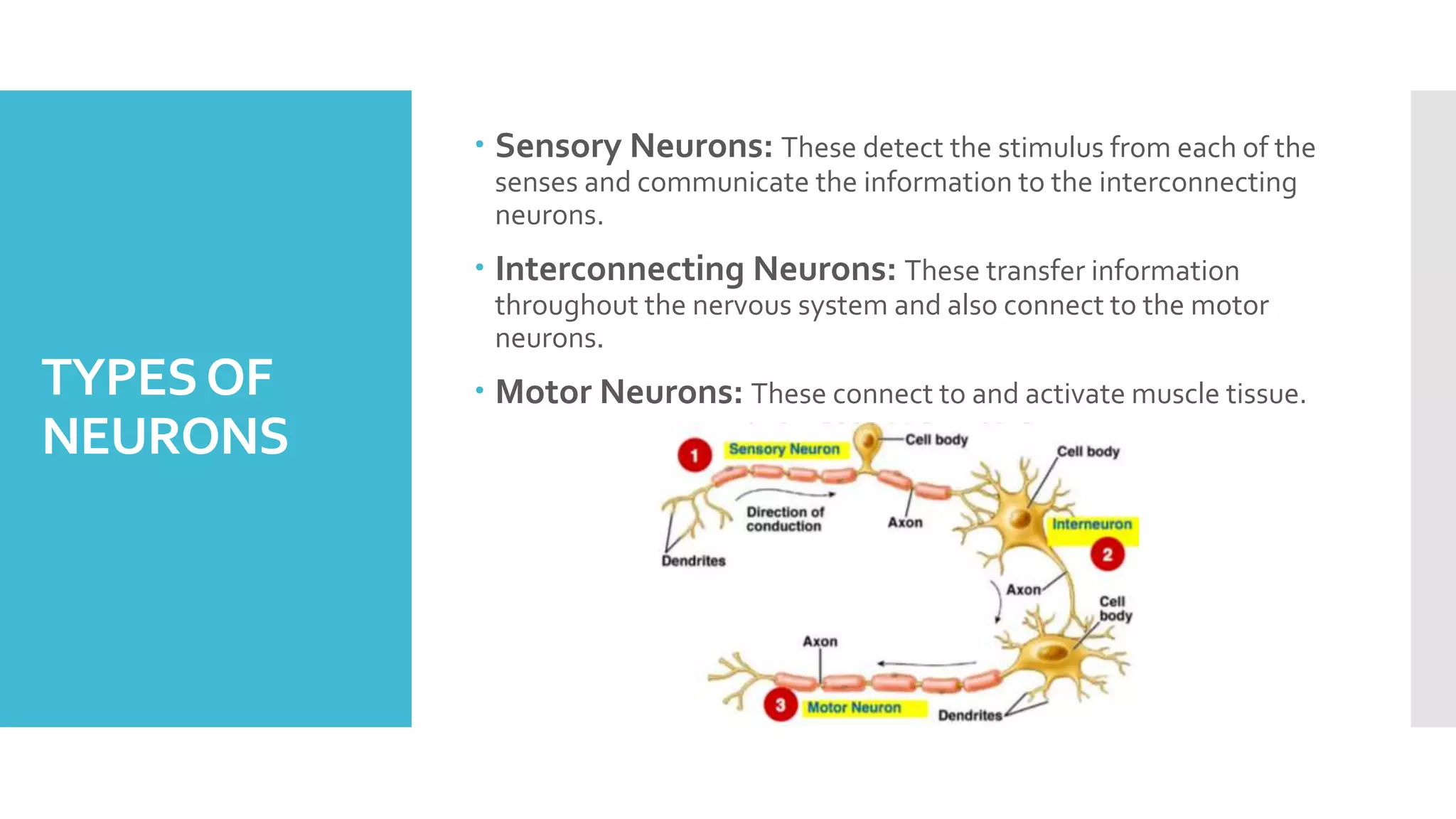 Neurophysiology of memory.pptx
