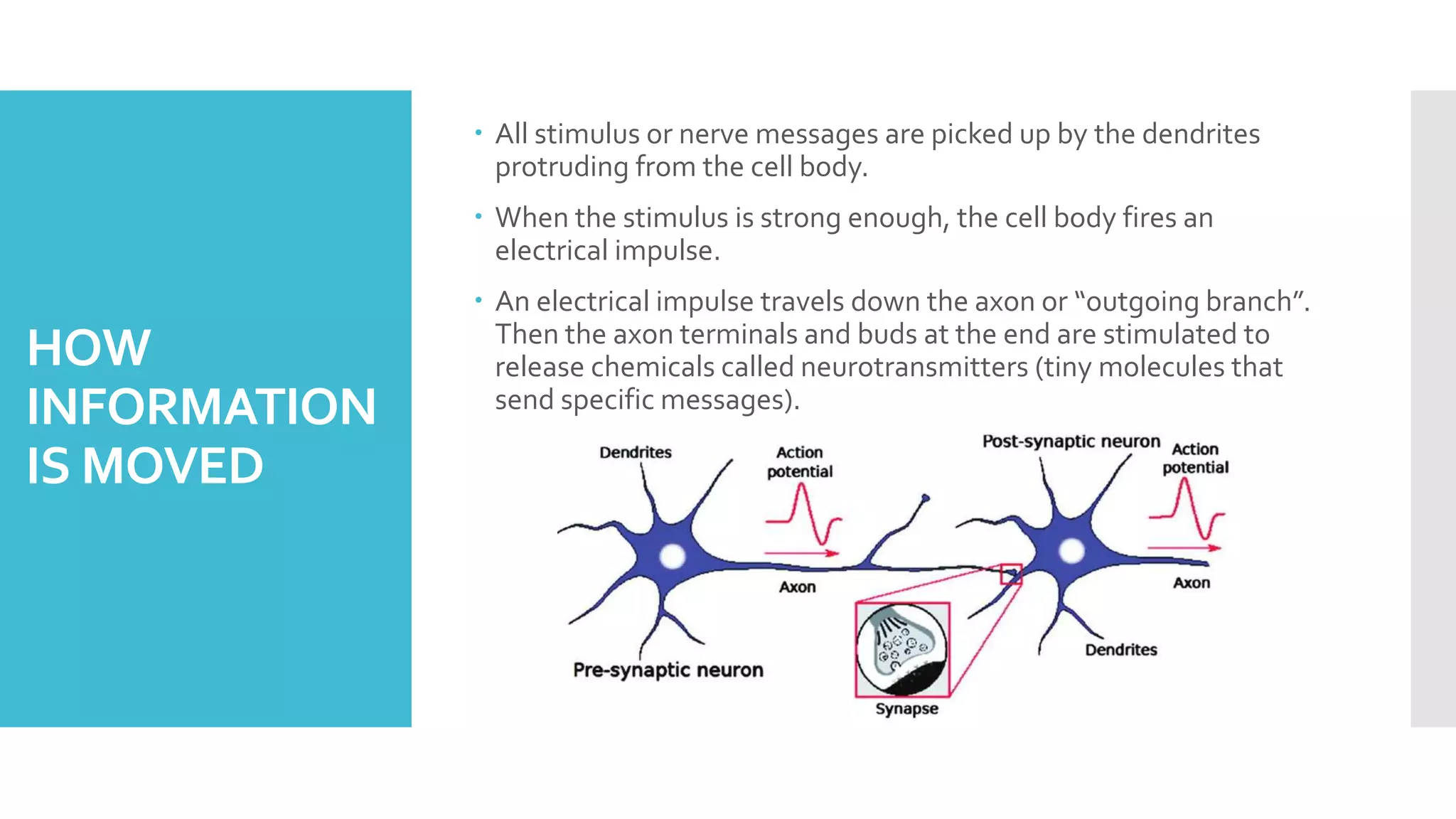 Neurophysiology of memory.pptx